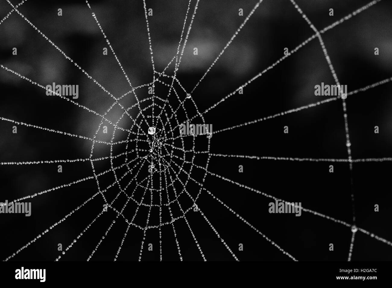 Spiders cobweb Black and White Stock Photos & Images - Alamy