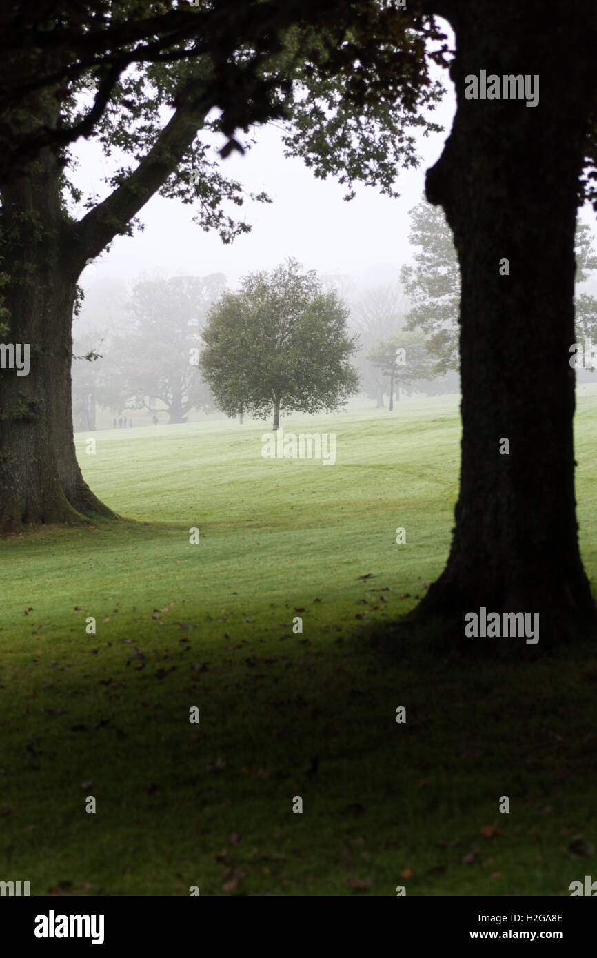 A single tree standing out from the mist framed by the trunks of two ...