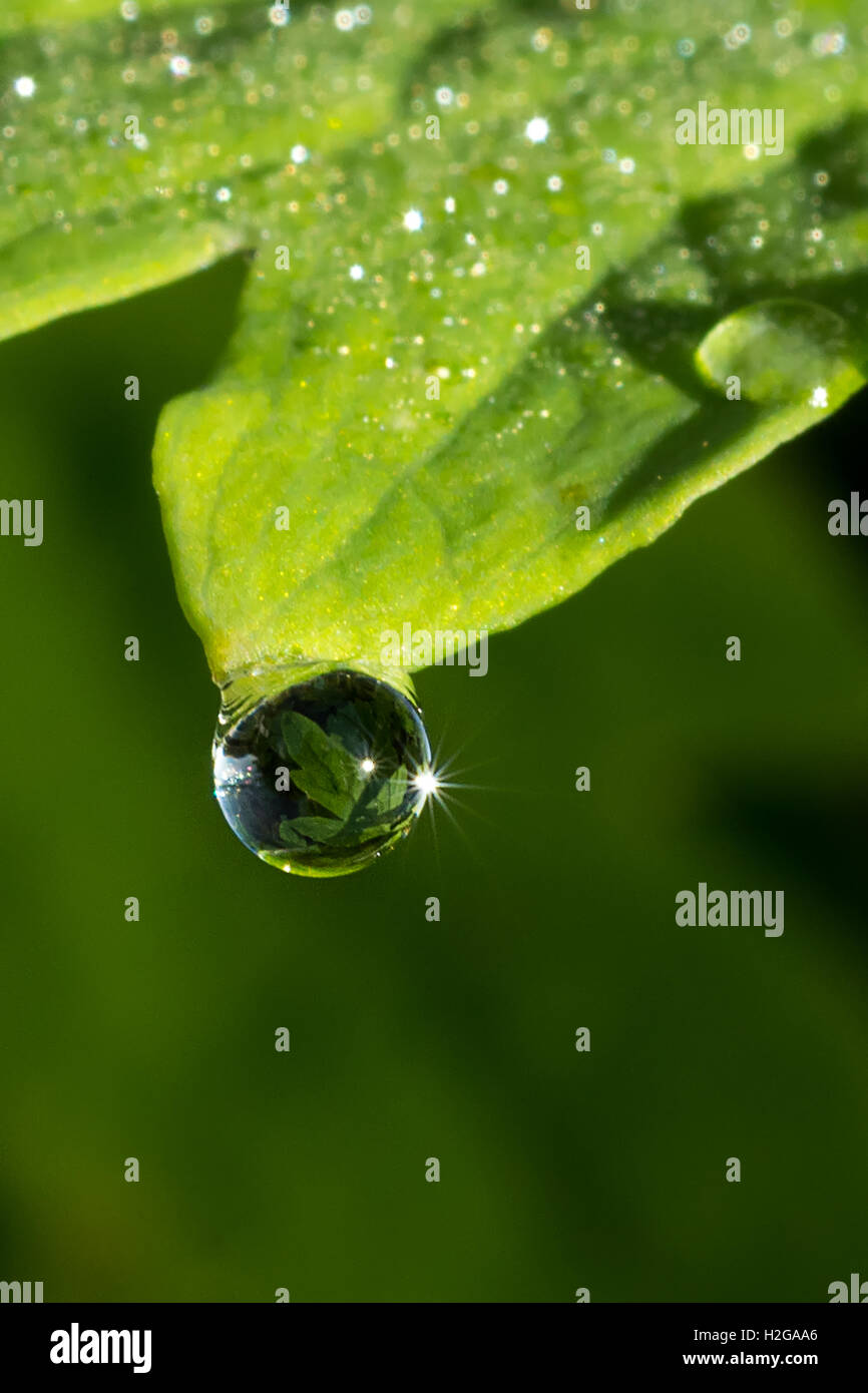A rain drop just about to fall off of a leaf small Scottish village ...