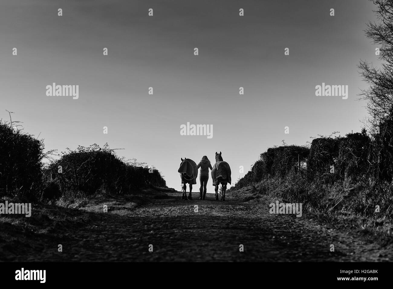 Taking the horses home to the stable for the night Stock Photo - Alamy