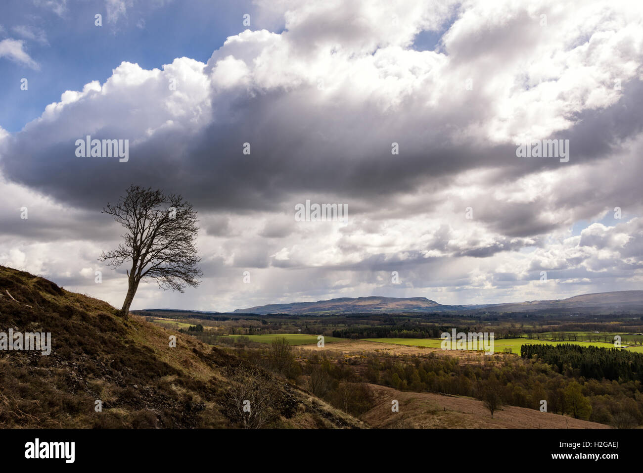 A tree on the edge Stock Photo - Alamy
