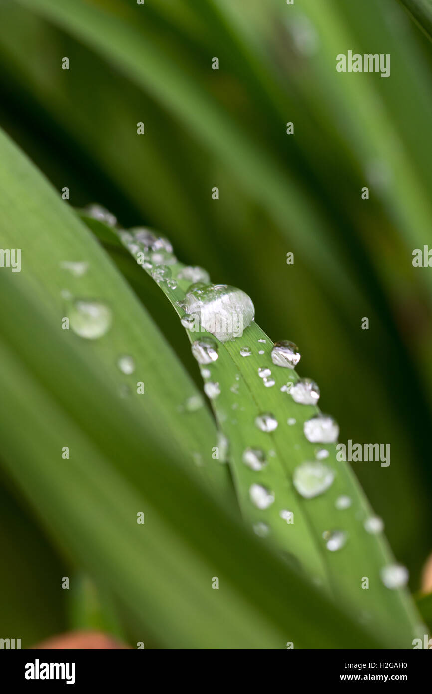 Small rain droplets on a leaf Stock Photo - Alamy