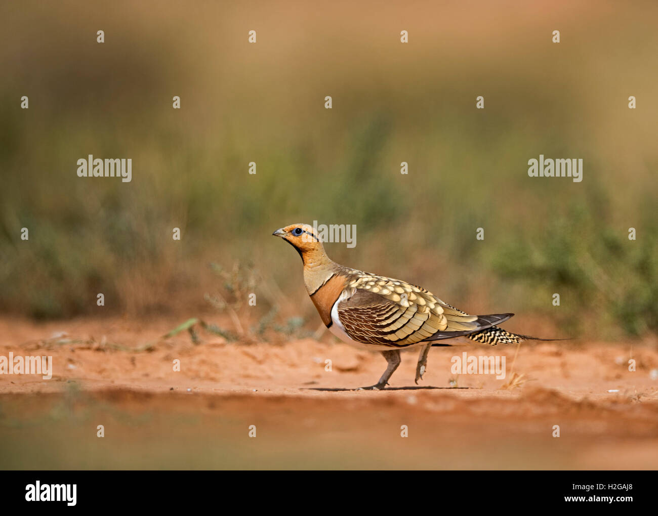 Pin-tailed Sandgrouse Pterocles alchata Belchite, Aragon, Spain, July ...