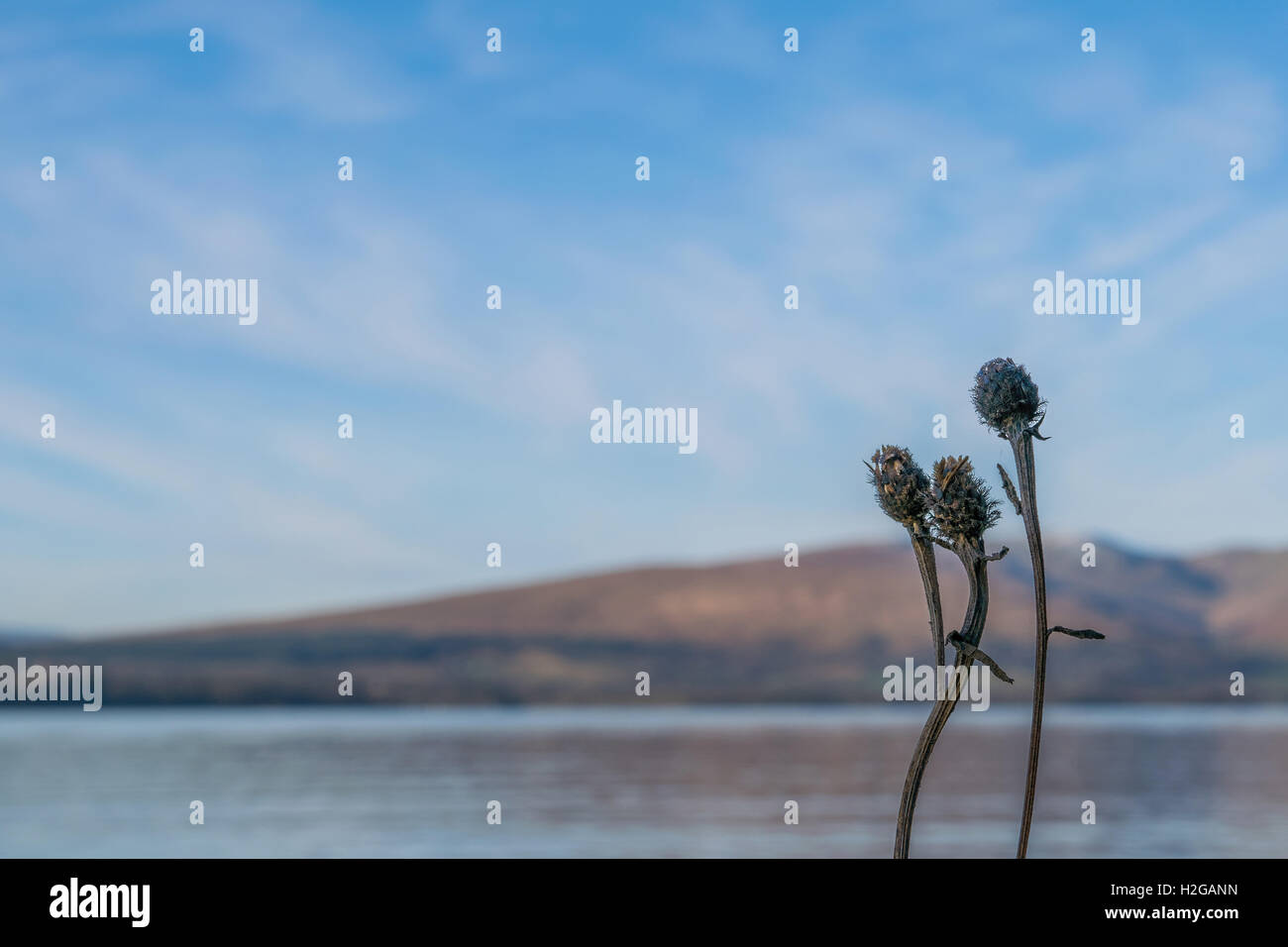A small plant next to Loch Lomond Scotland Stock Photo - Alamy