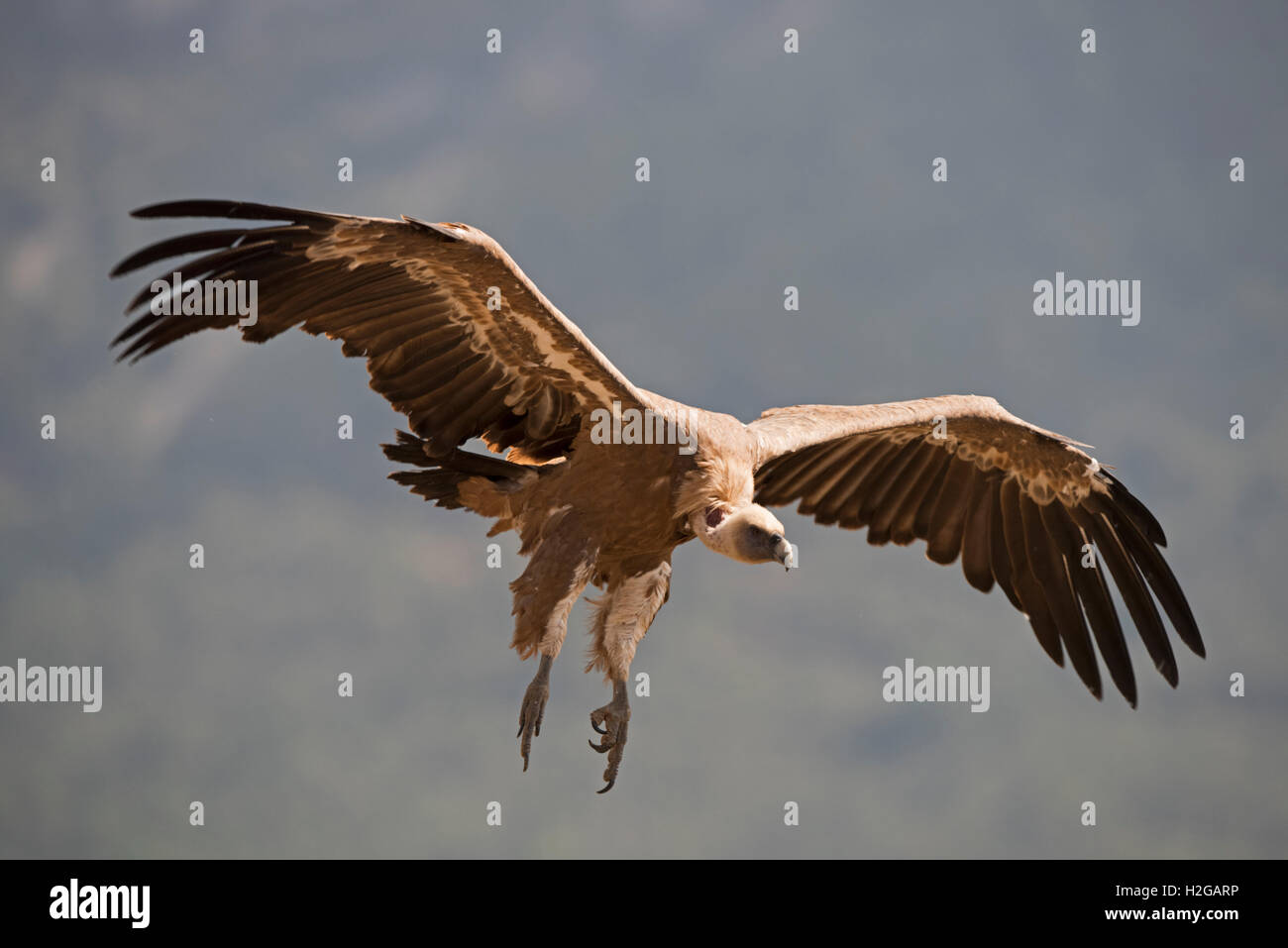 Vulture hi-res stock photography and images - Alamy