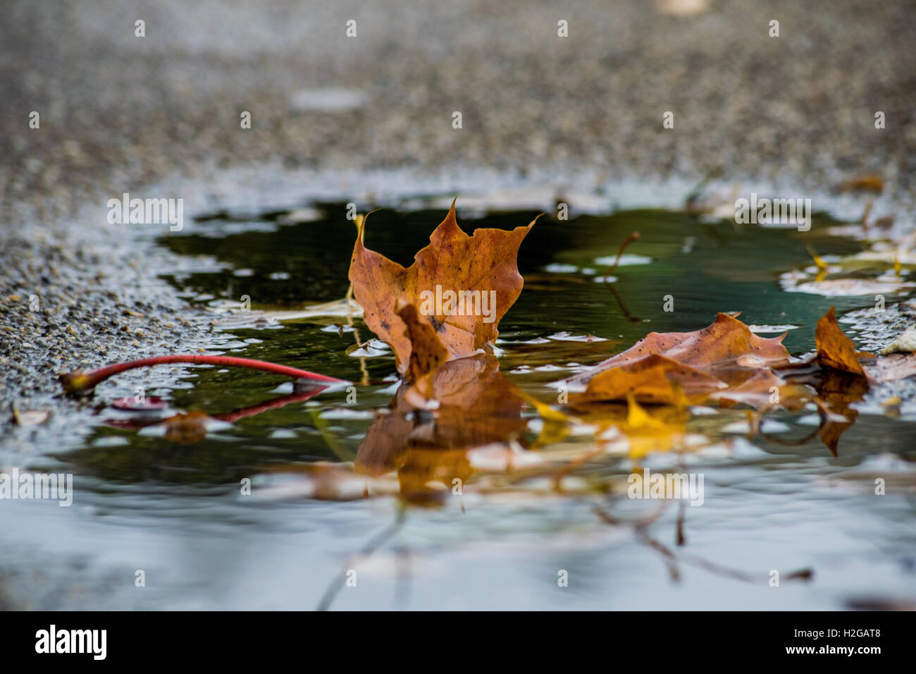 A leaf fallen into a puddle Stock Photo - Alamy