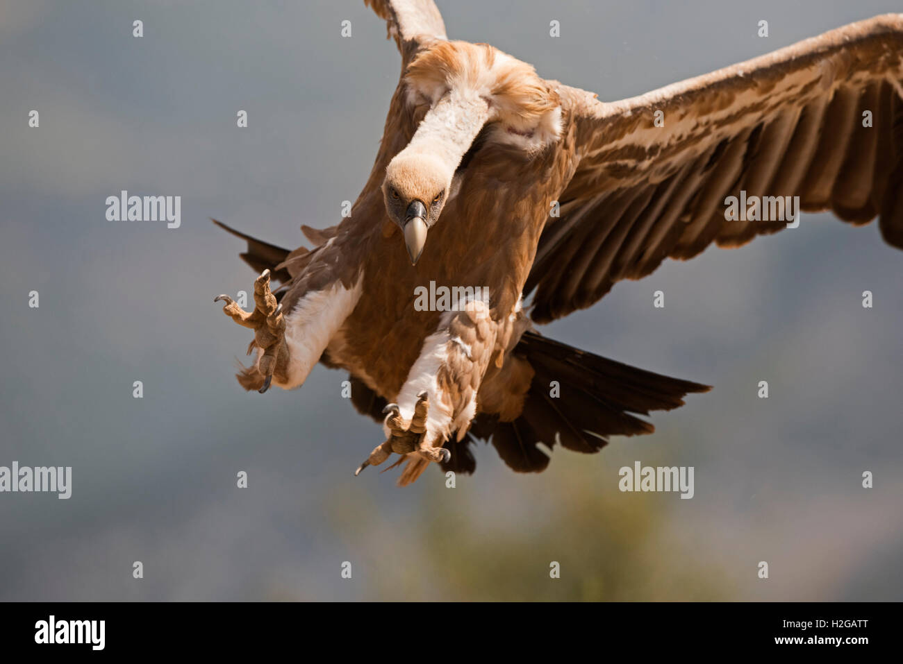 Bird of prey bird spain spanish pyrenees hi-res stock photography and ...