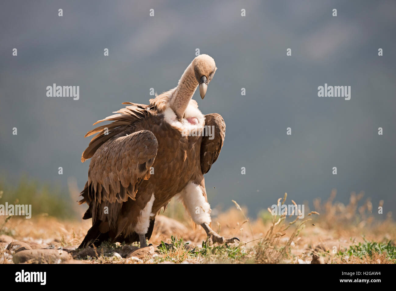 Griffon Vulture, Gyps fulvus, Spanish Pyrenees, Spain, summer Stock ...