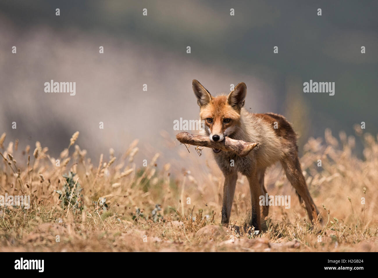 Red Fox With Bones High Resolution Stock Photography and Images - Alamy