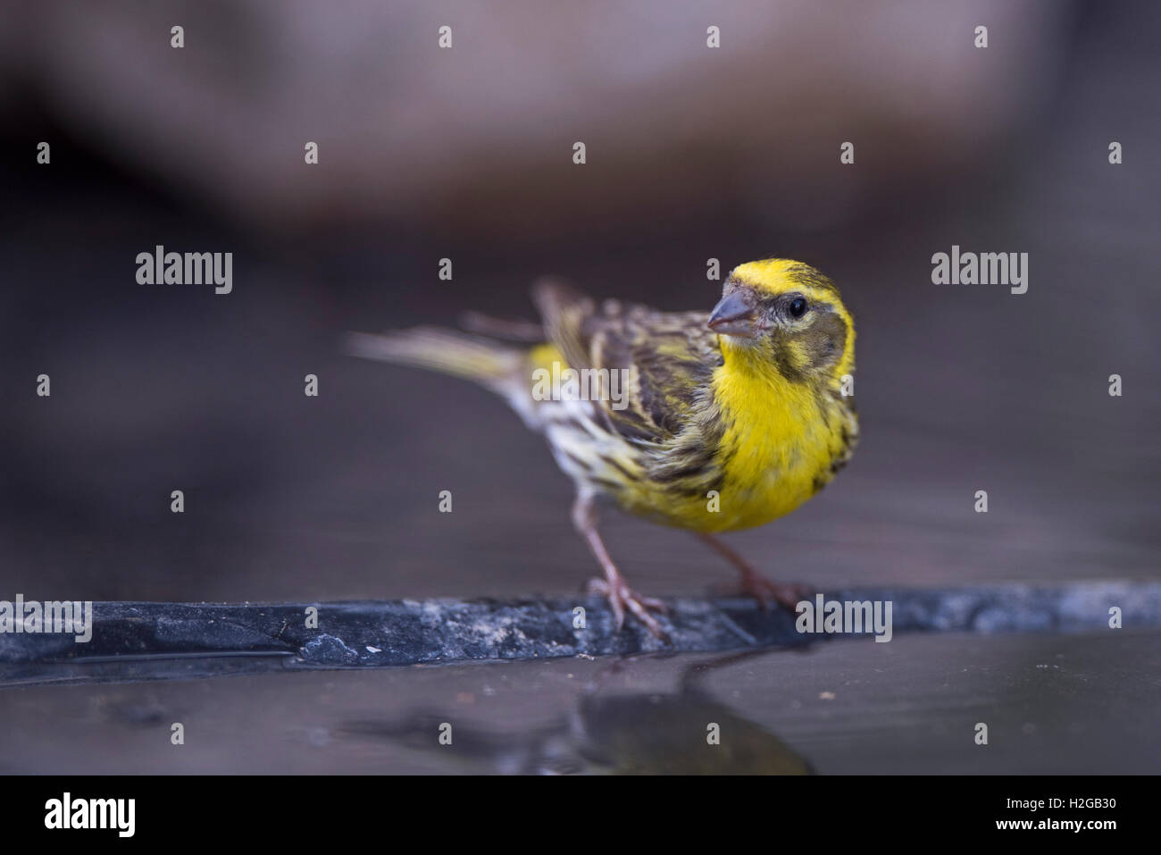 Serin Serinus serinus male coming to drink in pine forest Spanish ...