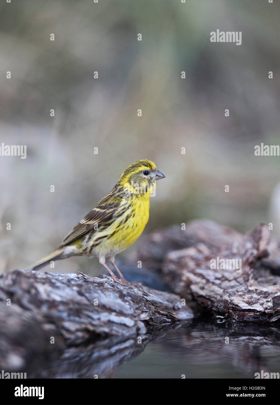 Serin High Resolution Stock Photography and Images - Alamy