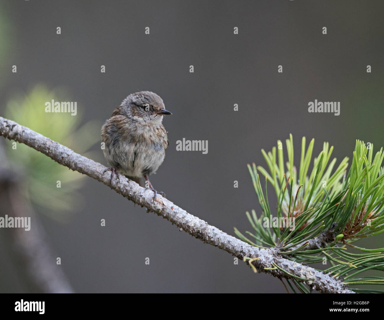 Juvenile dunnock hi-res stock photography and images - Alamy