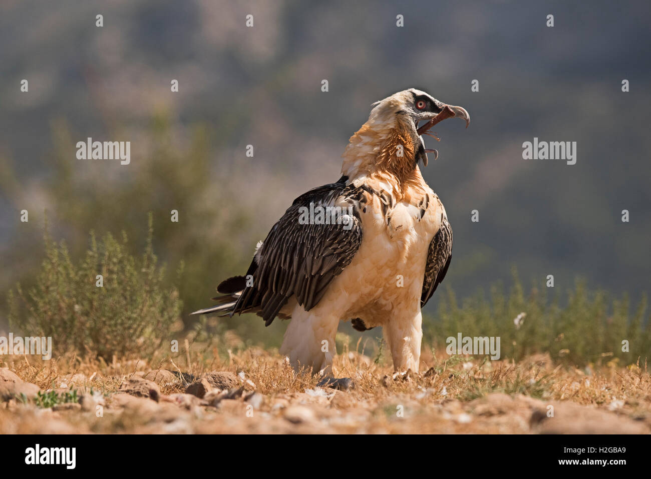 Bearded Vulture (Lammergeyer) Gypaetus barbatus adult swallowing leg ...