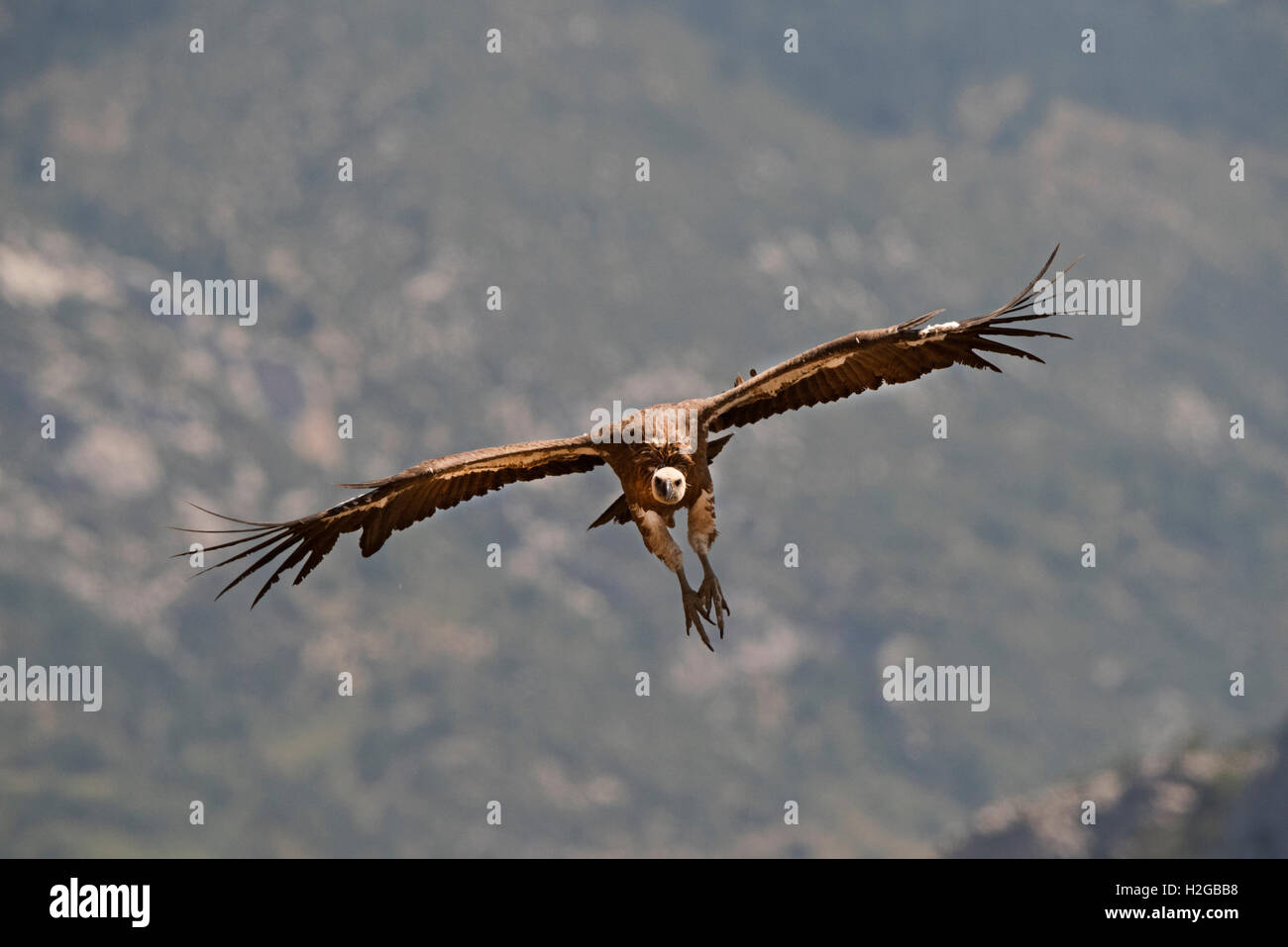 Griffon Vulture, Gyps fulvus, Spanish Pyrenees, Spain, summer Stock ...