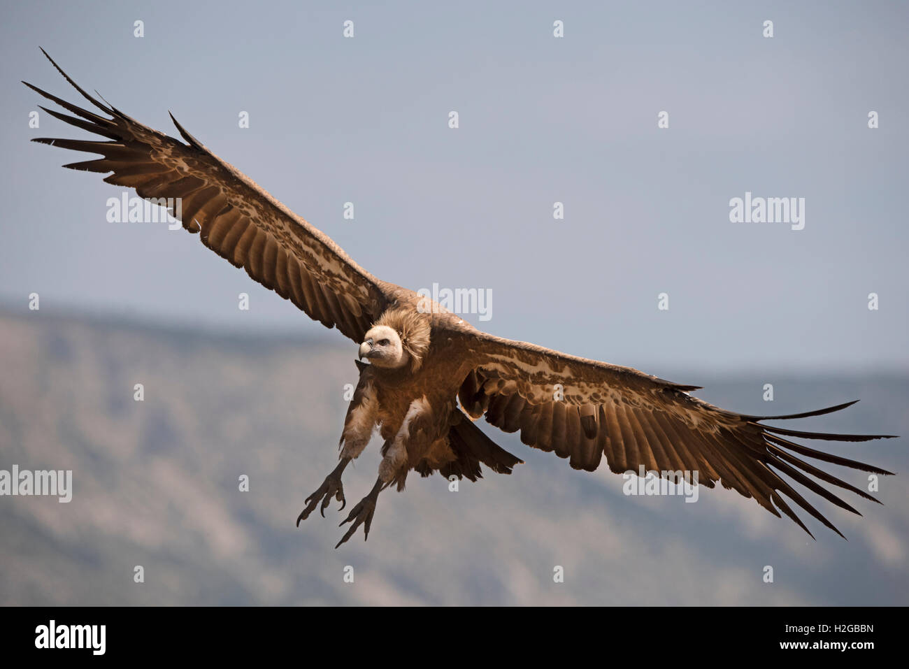 Vulture bird of prey bird spain spanish pyrenees hi-res stock ...