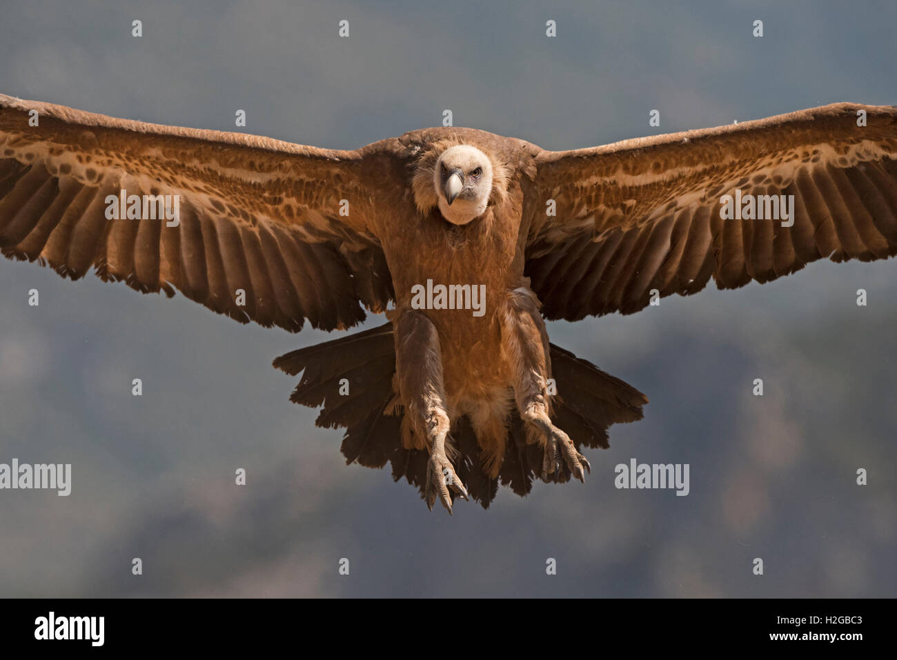 Vulture bird of prey bird spain spanish pyrenees hi-res stock ...