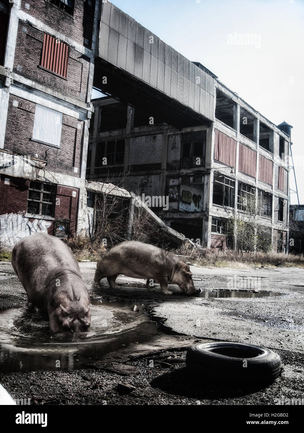 Hippo jungle hi-res stock photography and images - Alamy
