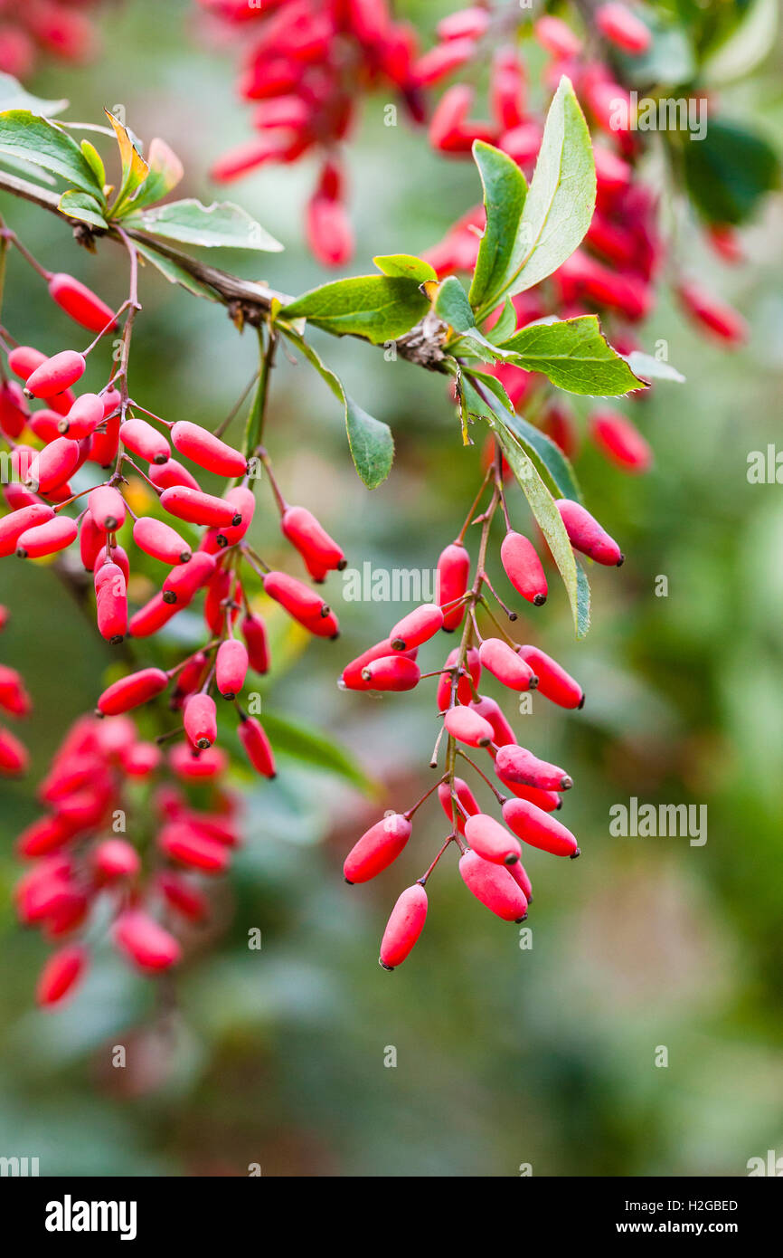 Berberis vulgaris hi-res stock photography and images - Alamy