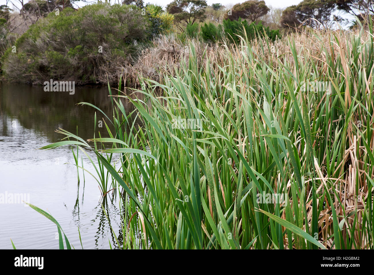 Reeded park hi-res stock photography and images - Alamy