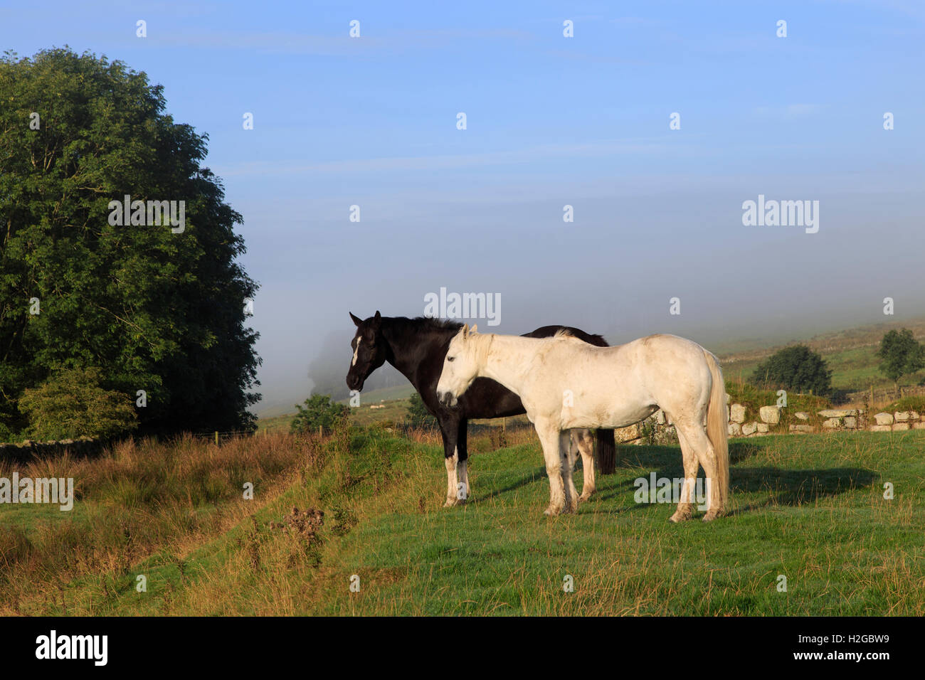 Aesica (Great Chesters) Roman Fort, Hadrian's Wall, Northumberland ...