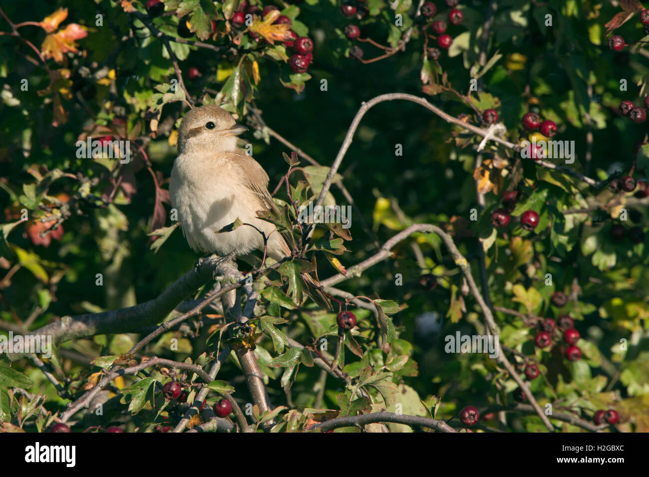 Isabelline (Daurian) Shrike Lanius isabellinus Beeston Common Norfolk ...