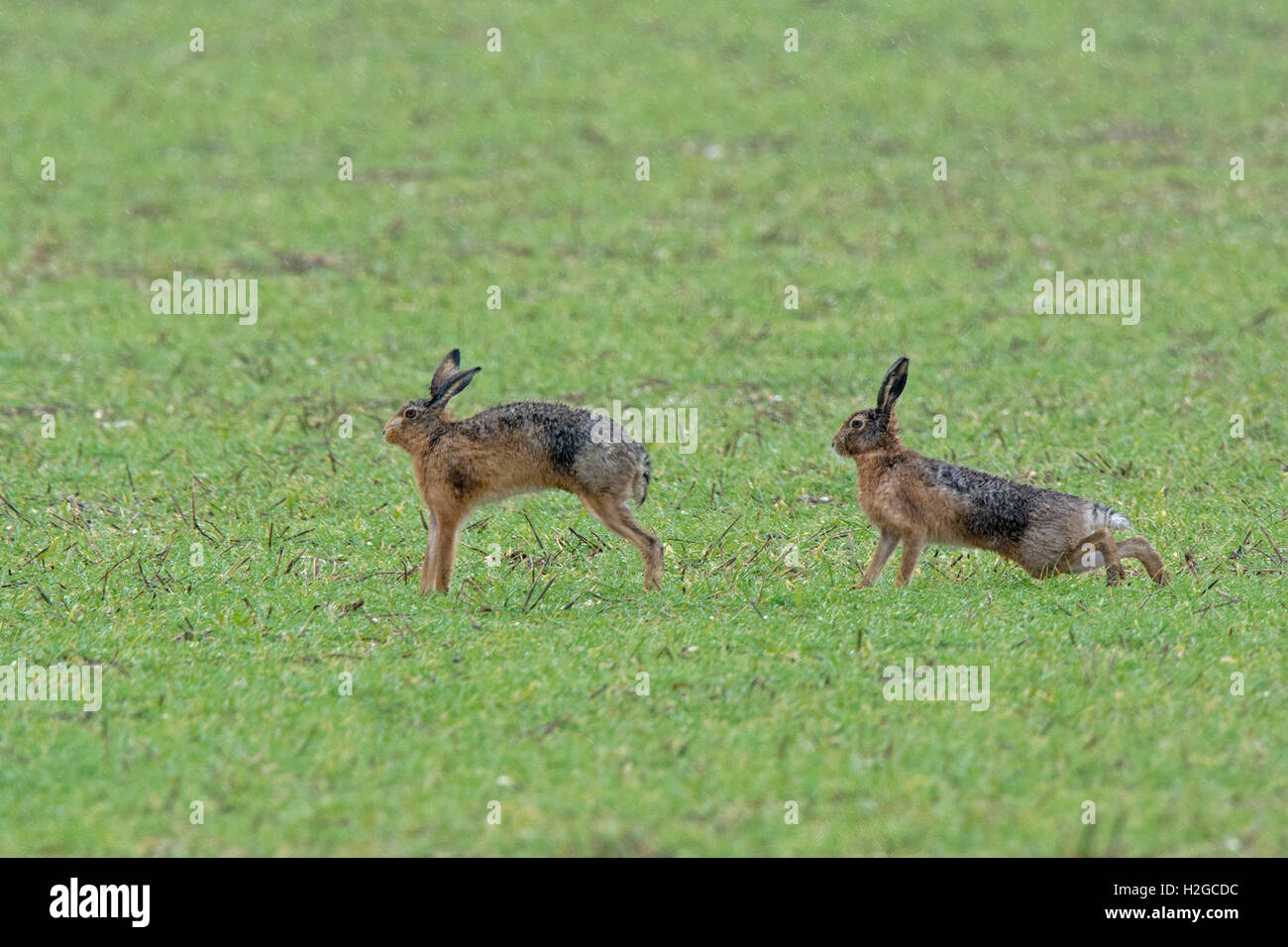 Brown Hares Lepus europaeus stretching Holt Norfolk Stock Photo - Alamy
