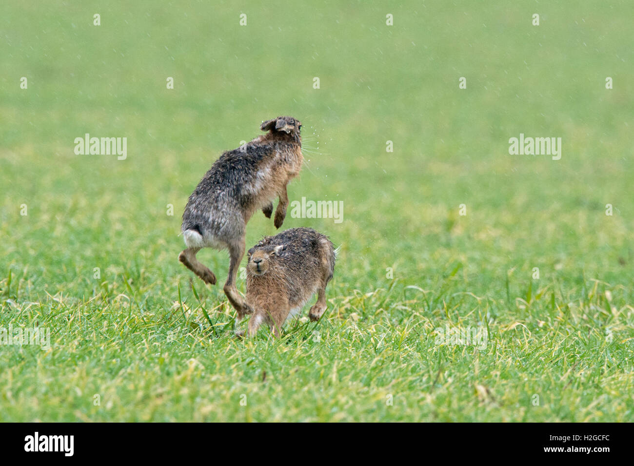 Boxing hares hi-res stock photography and images - Alamy