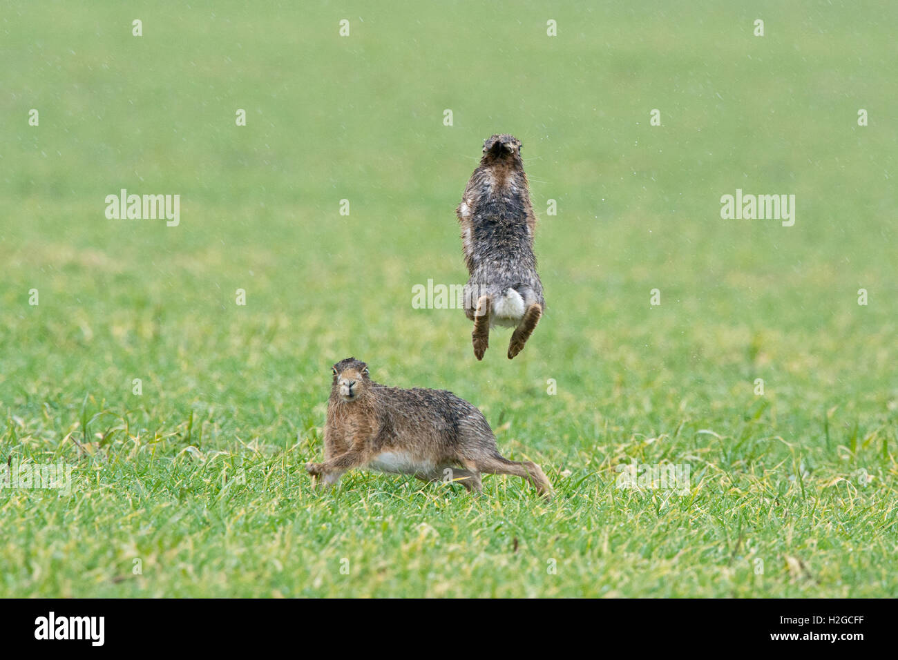Mad March Hares, Brown Hares Lepus europaeus boxing in the rain Holt ...