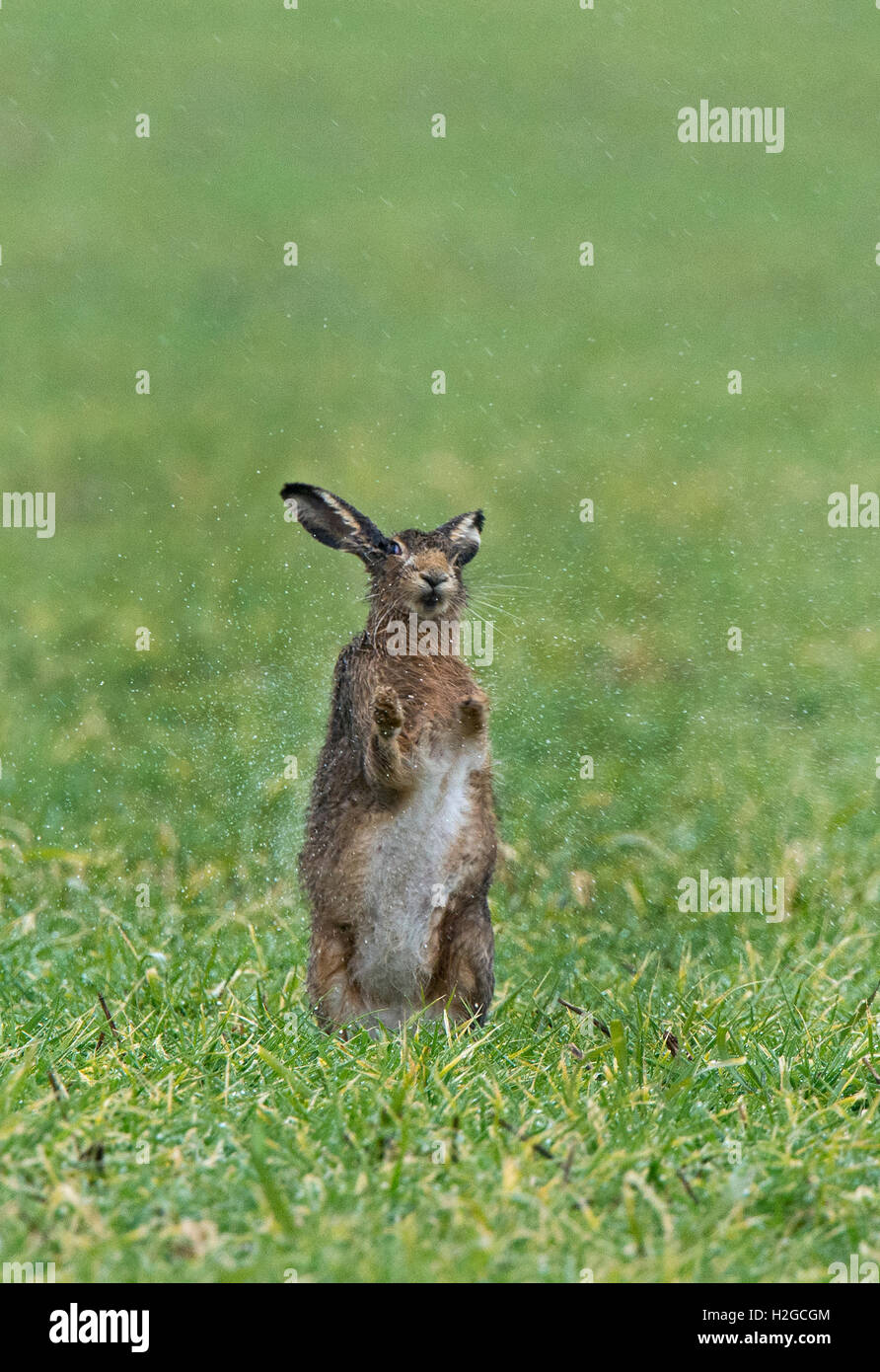 Brown Hare Lepus europaeus shaking water off coat in torrential rain ...