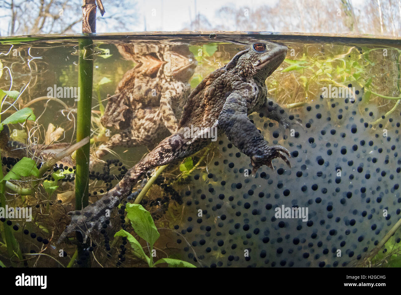 Common Toad, Bufo bufo among toad and frog spawn in pond at Holt ...