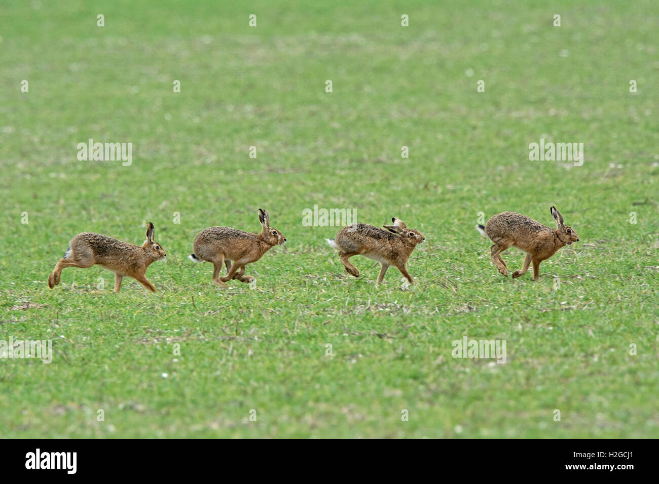 Hare hares hi-res stock photography and images - Alamy