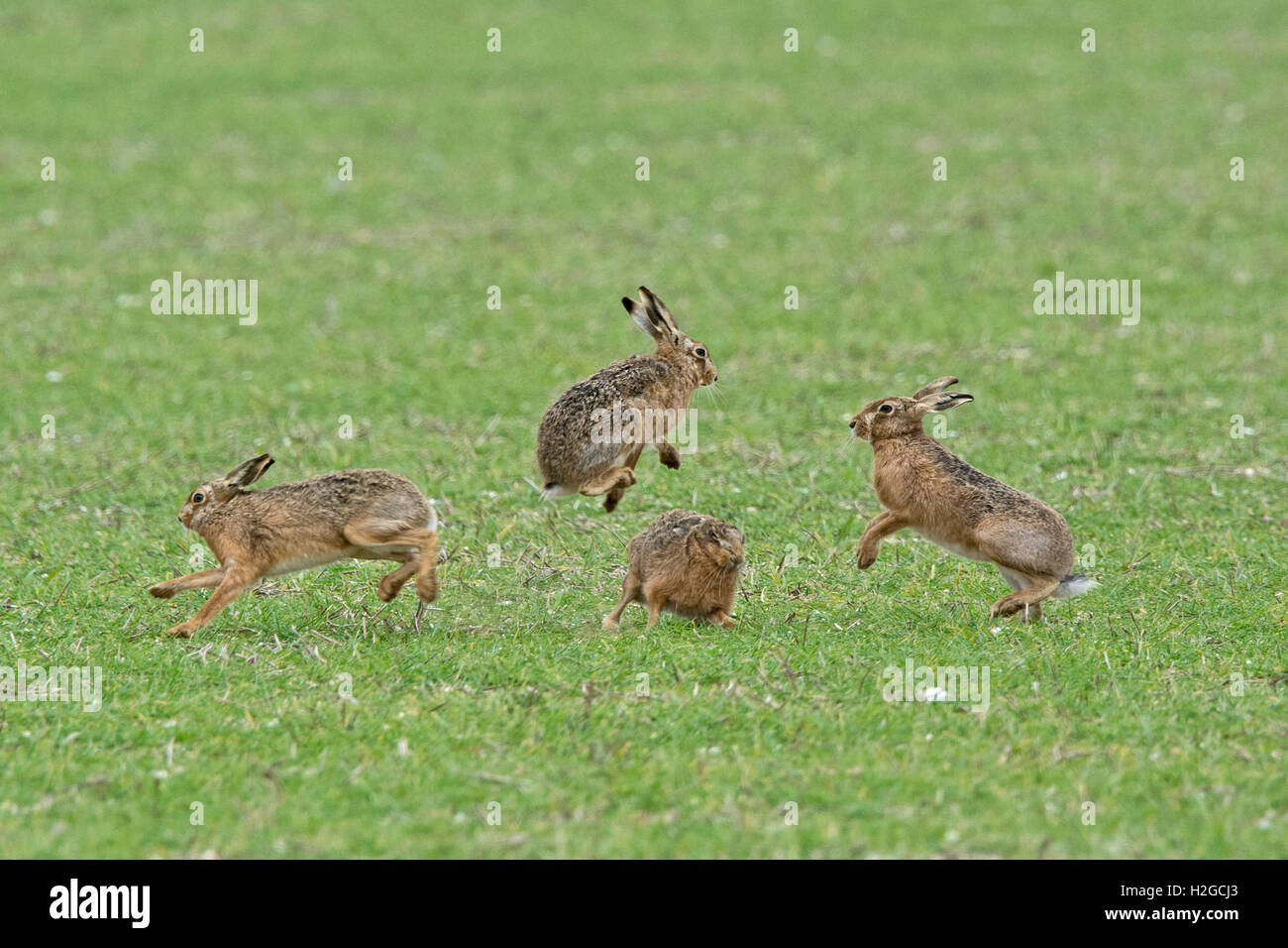 Boxing hares hi-res stock photography and images - Alamy