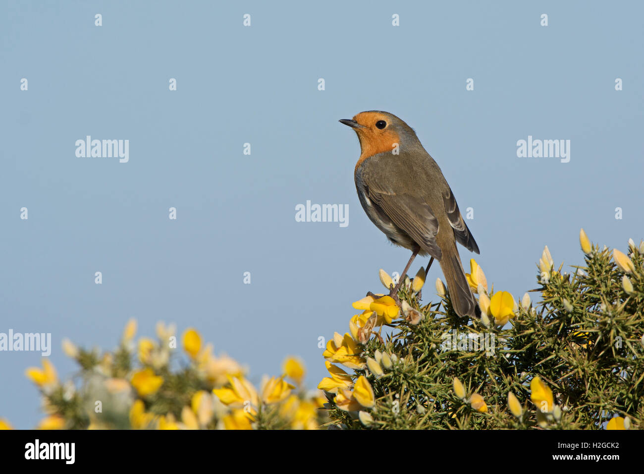 Robin Erithacus rubecula Norfolk March Stock Photo - Alamy
