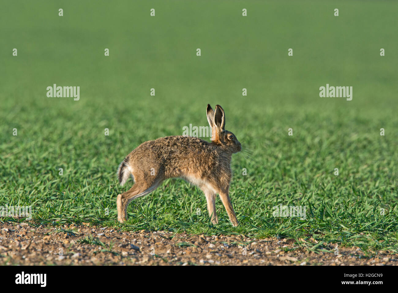 Brown Hare, Lepus europaeus stretching North Norfolk March Stock Photo ...