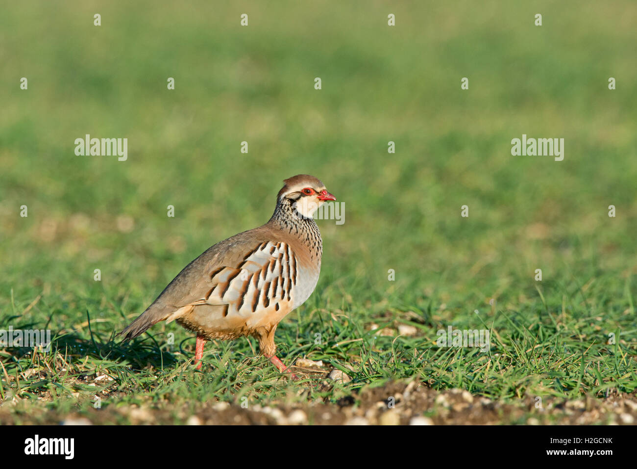 Male partridge hi-res stock photography and images - Alamy