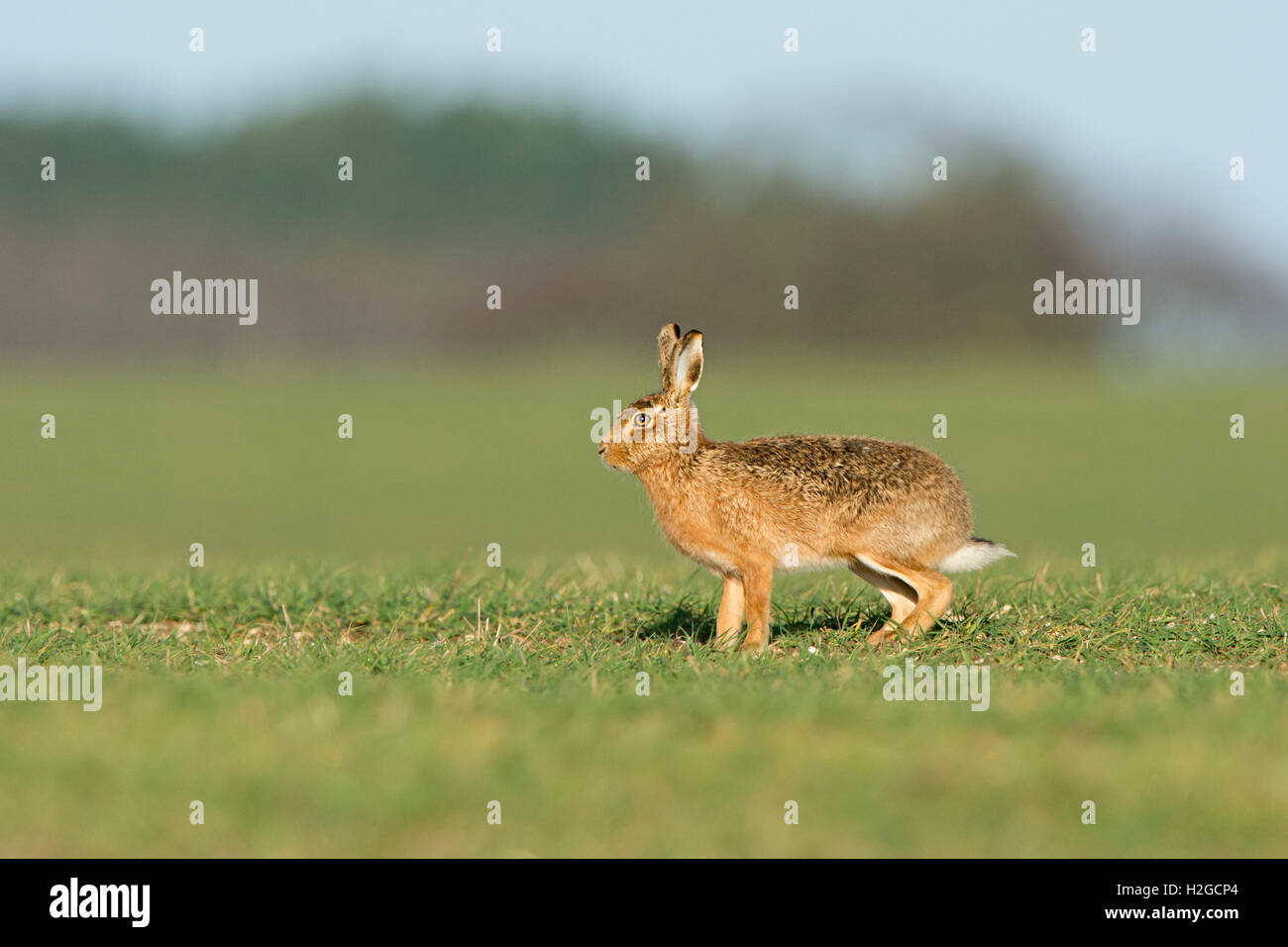 March Hare High Resolution Stock Photography and Images - Alamy
