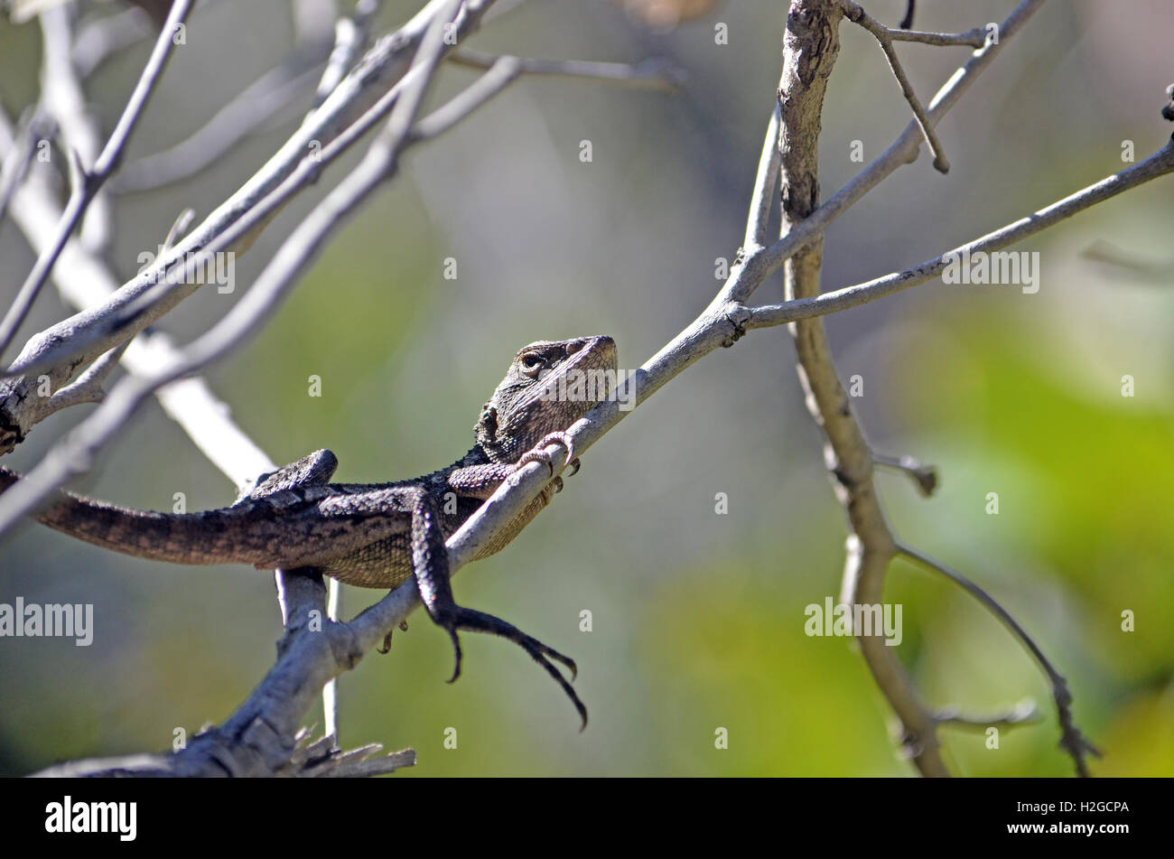 Reptile australian agamid lizard hi-res stock photography and images ...
