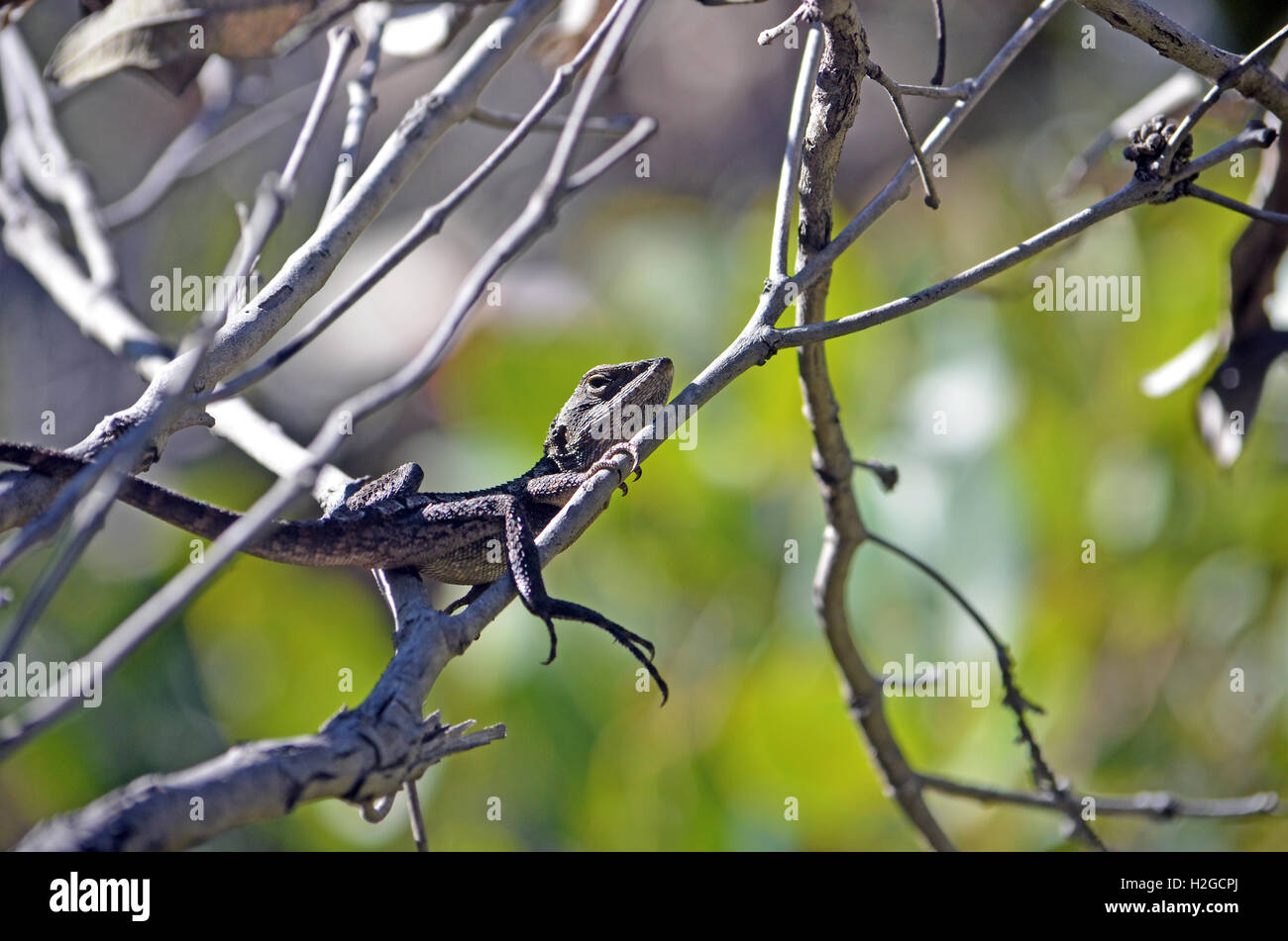 Jacky Tree Dragon High Resolution Stock Photography and Images - Alamy