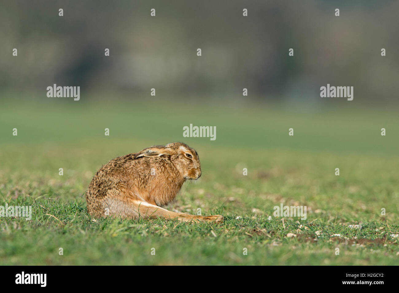 Brown Hare, Lepus europaeus stretching North Norfolk March Stock Photo ...