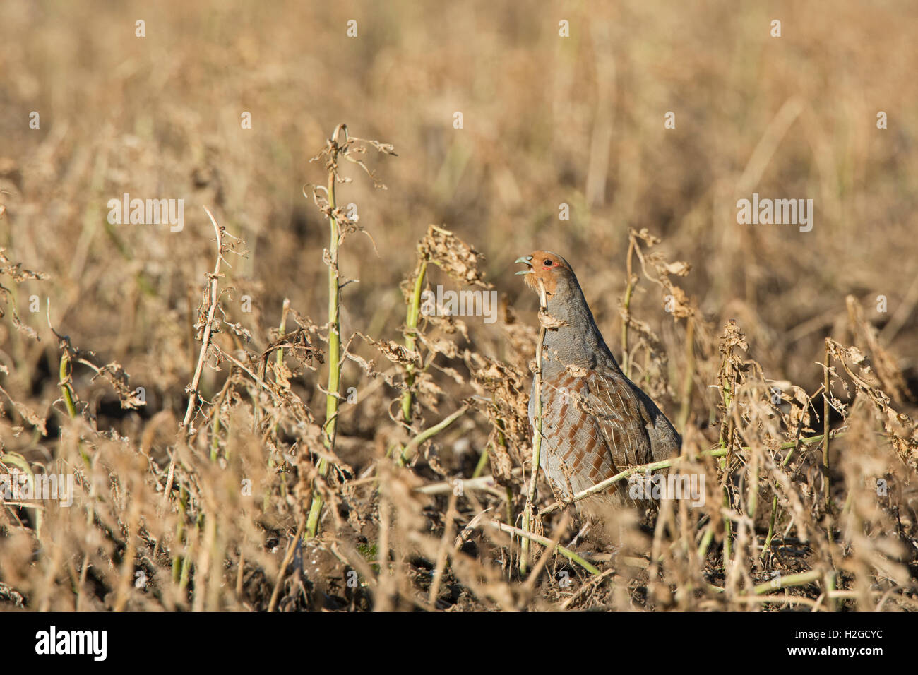 Grey Partridge, Perdix perdix male North Norfolk March Stock Photo - Alamy