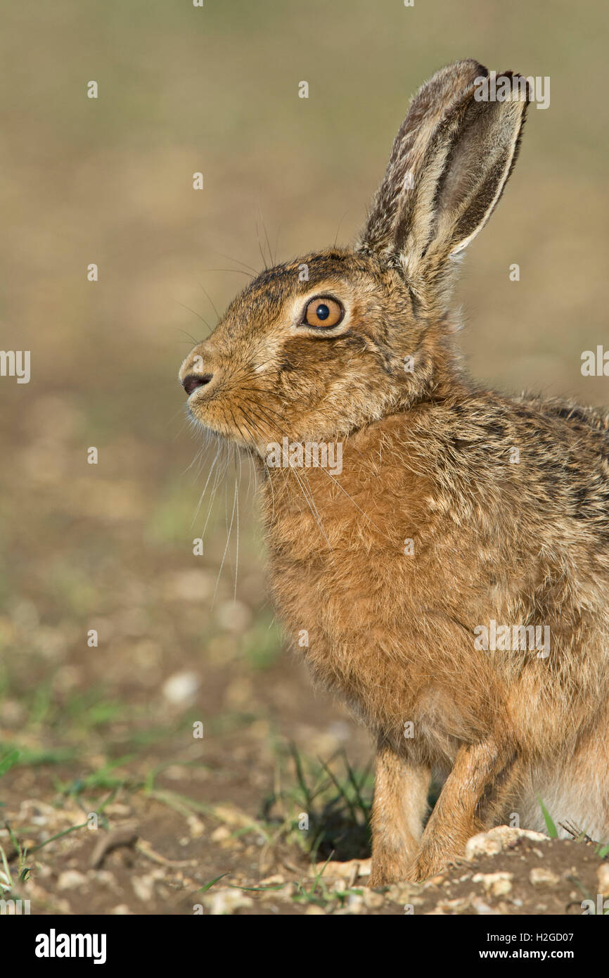 Brown Hare Lepus europaeus near Holt Norfolk March Stock Photo - Alamy
