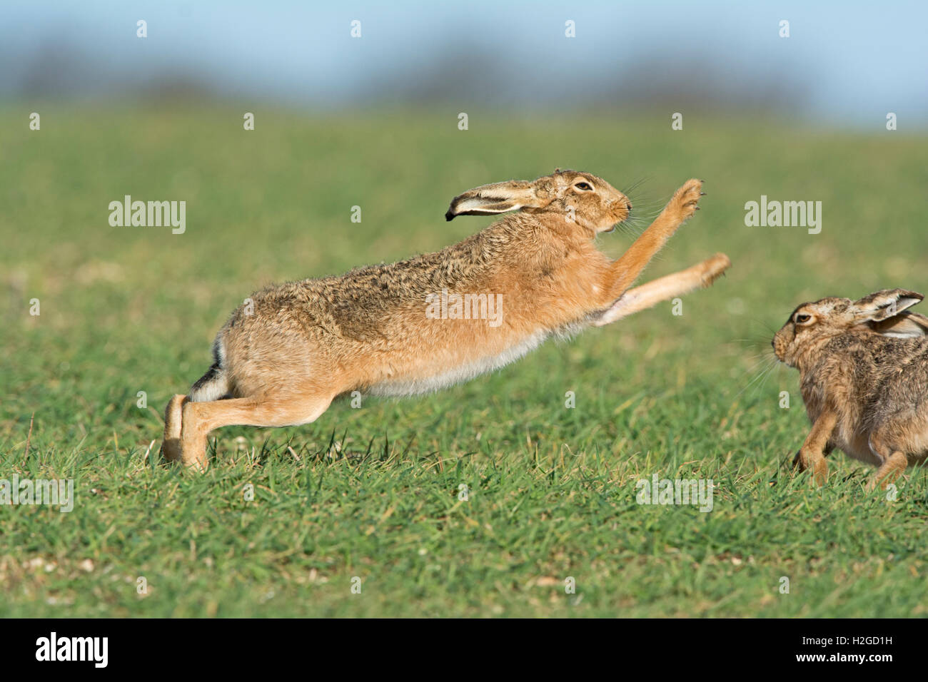Brown hares lepus europaeus boxing hi-res stock photography and images ...