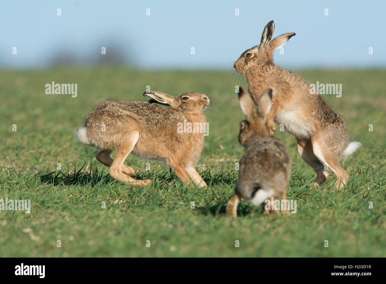 March hare hi-res stock photography and images - Alamy