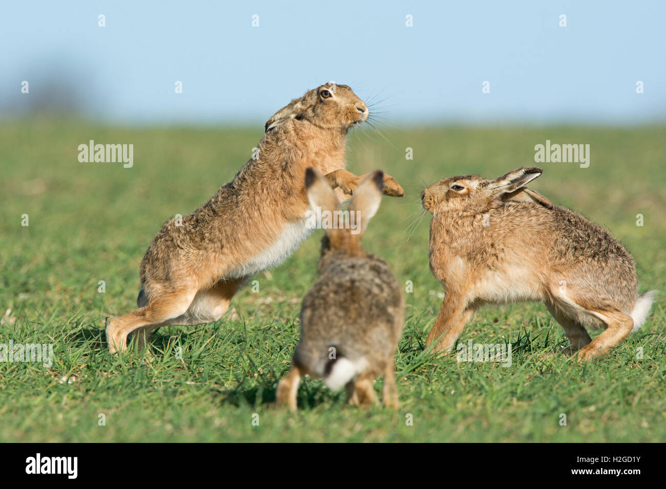 Boxing hi-res stock photography and images - Alamy