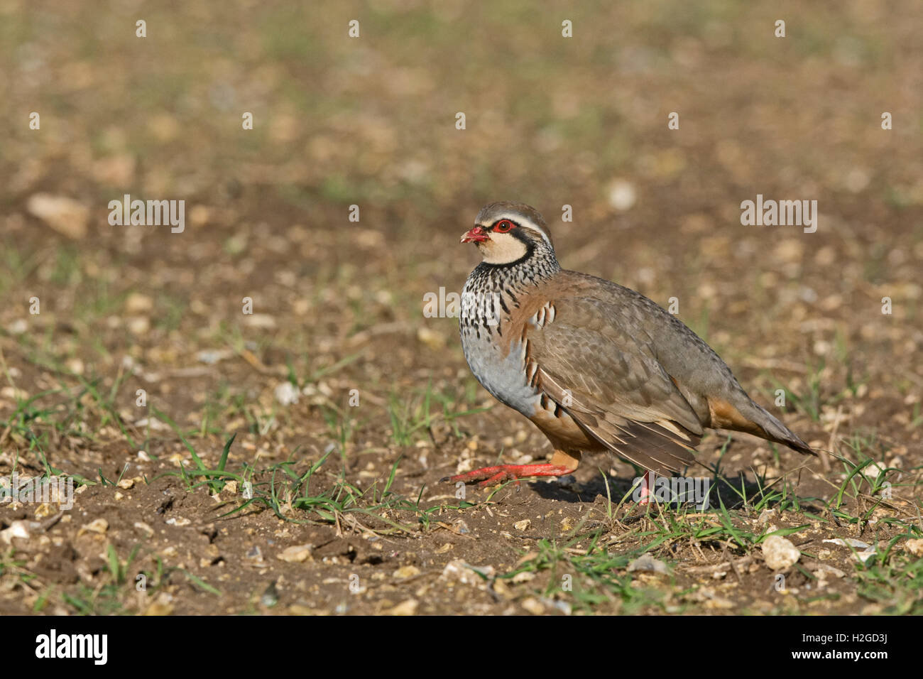 Wings down hi-res stock photography and images - Alamy