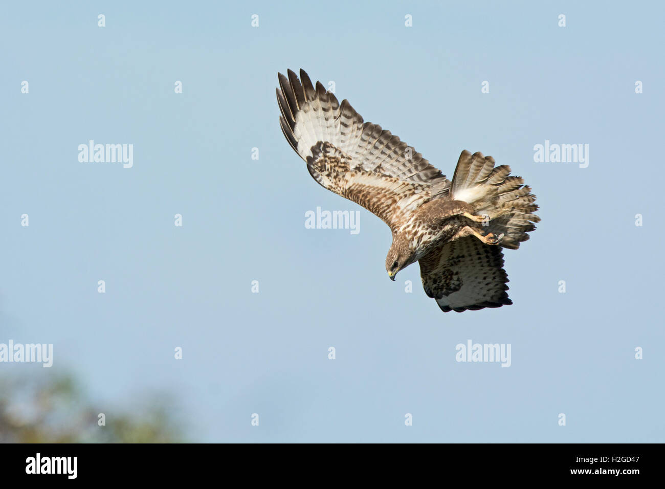 Bird of prey bird stooping stoop norfolk flight fly flying hi-res stock ...