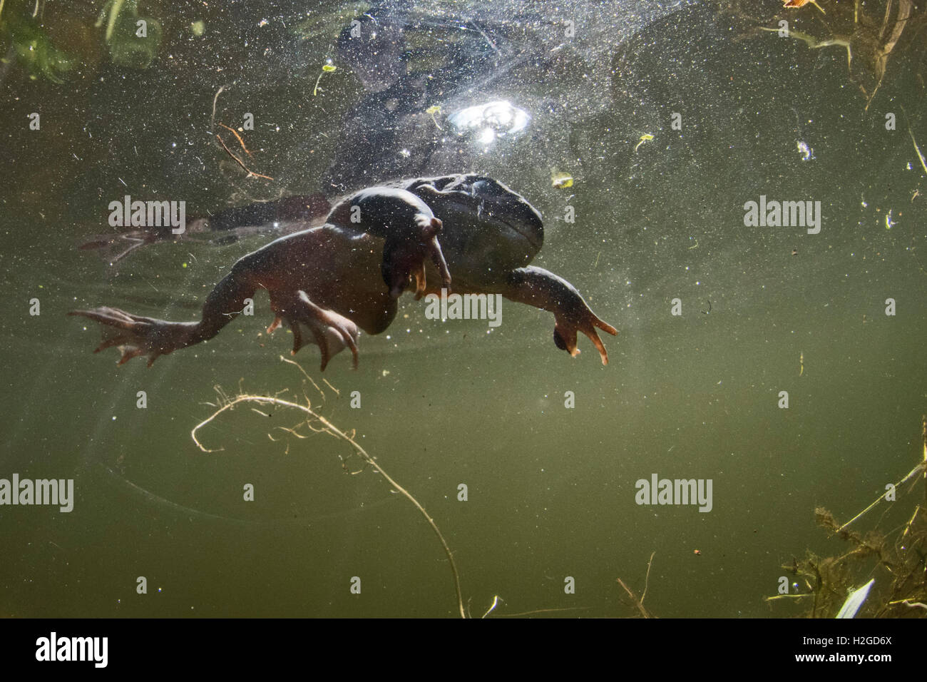 Common Frog, Rana temporaria releasing oxygen bubbles in pond in spring ...