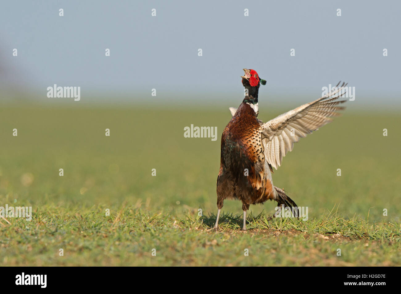 Pheasant bird territorial call calling ring necked pheasant hi-res ...