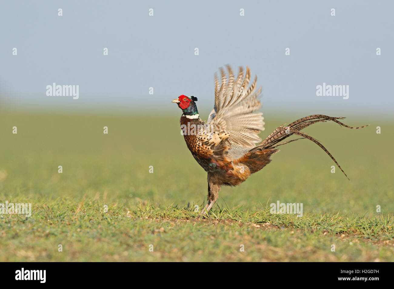 Pheasant bird territorial call calling ring necked pheasant hi-res ...