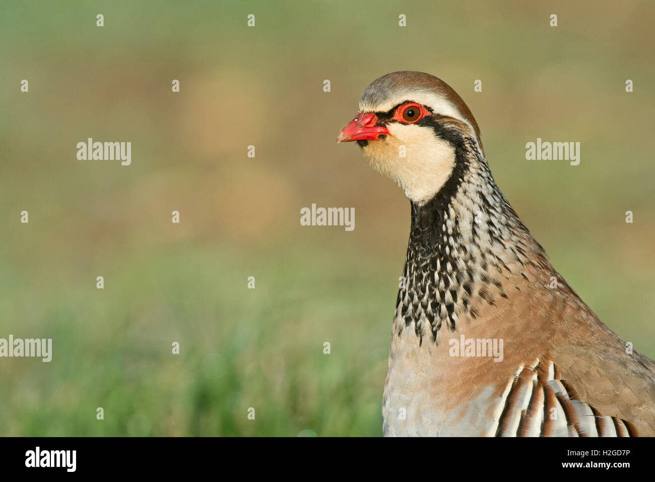 Red-legged Partridge, Rufa rufa male North Norfolk March Stock Photo ...